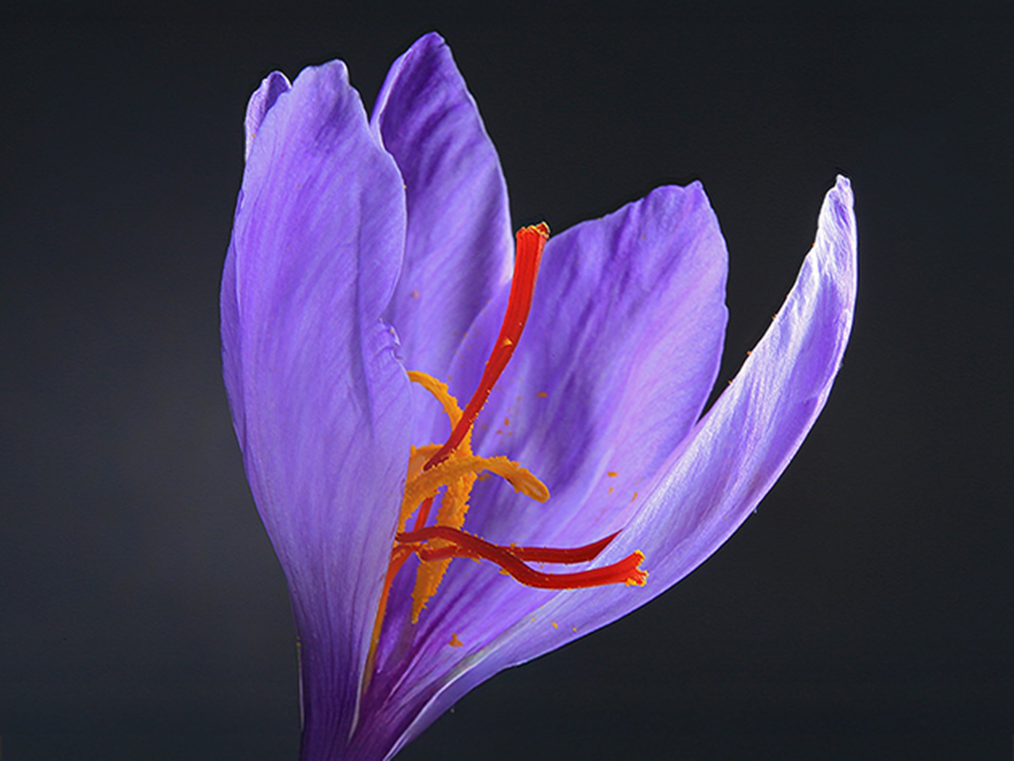 Blogs – Saffron Bloomm